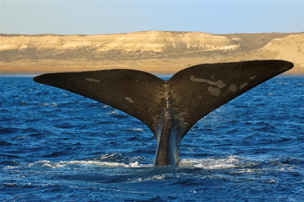 Patagonia Sea Wildlife Atlantic Coast of Patagonia: Raw Natural Beauty.